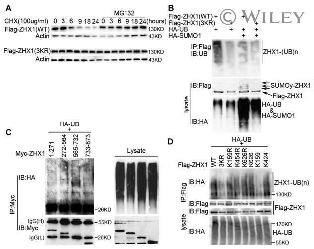 c-Myc Antibody (MA1-980)