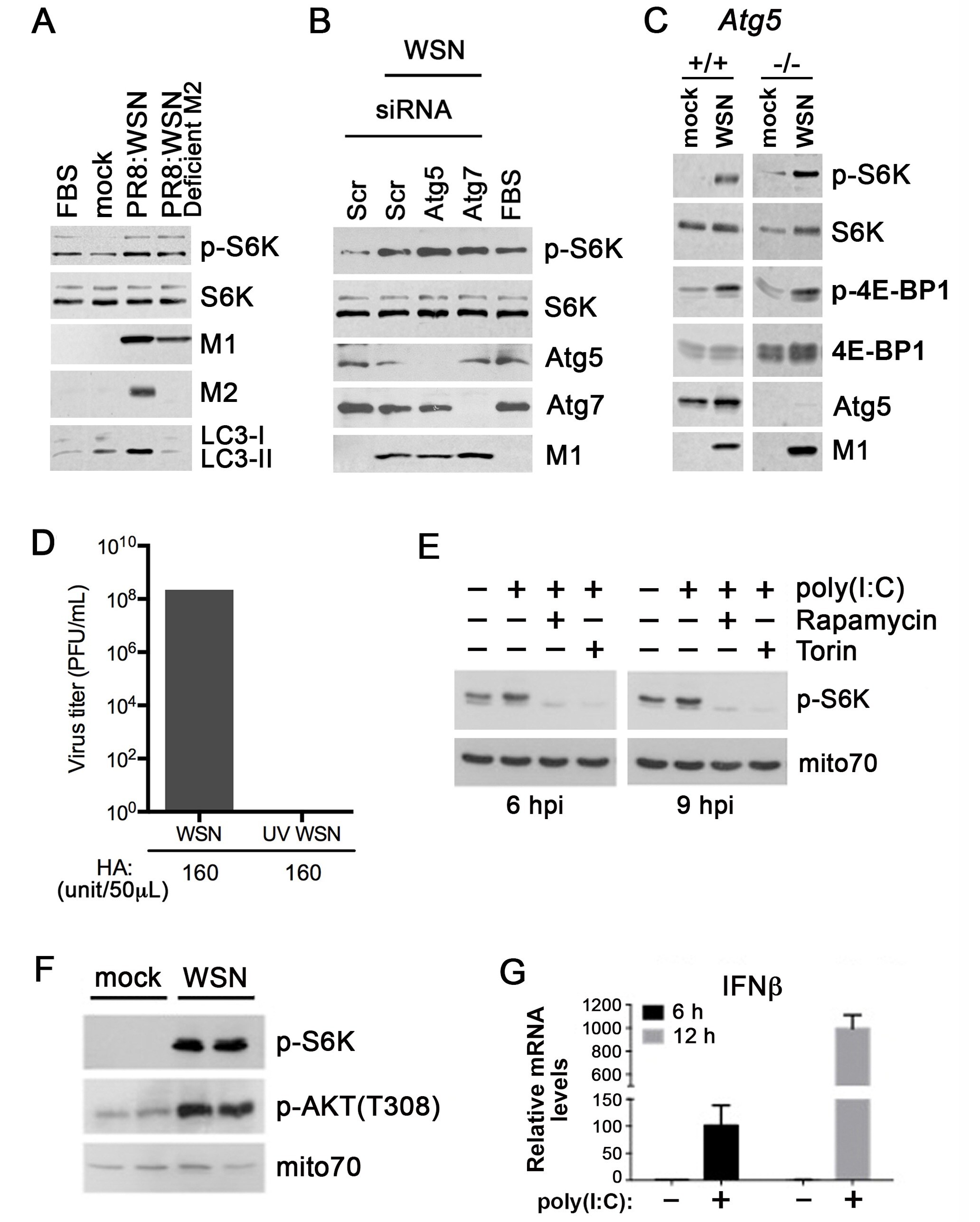 Influenza A M2 Antibody (MA1-082)