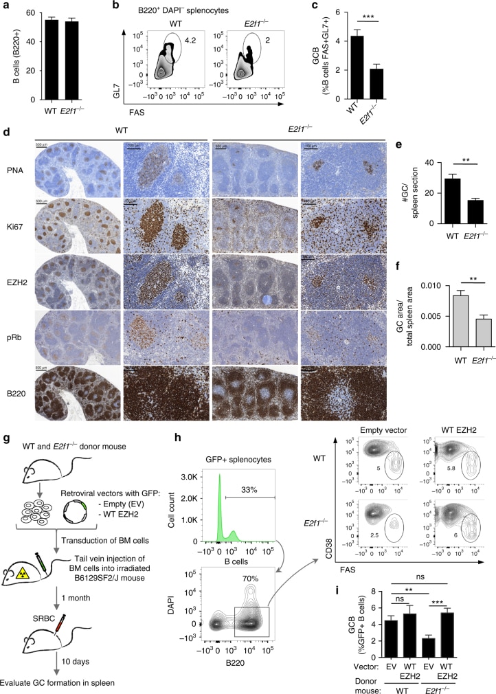 CD38 Antibody, Alexa Fluor™ 700 (56-0381-82)
