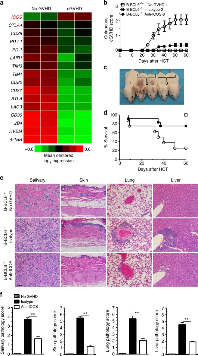 CD62L (L-Selectin) Antibody, eFluor™ 450 (48-0621-82)