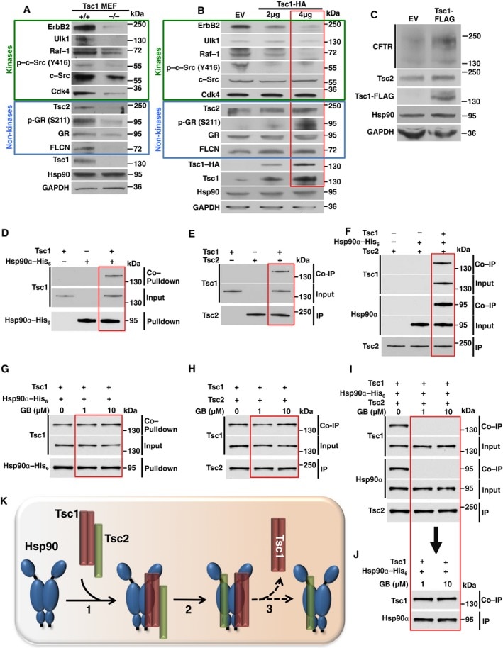 6x-His Tag Antibody (MA1-21315)