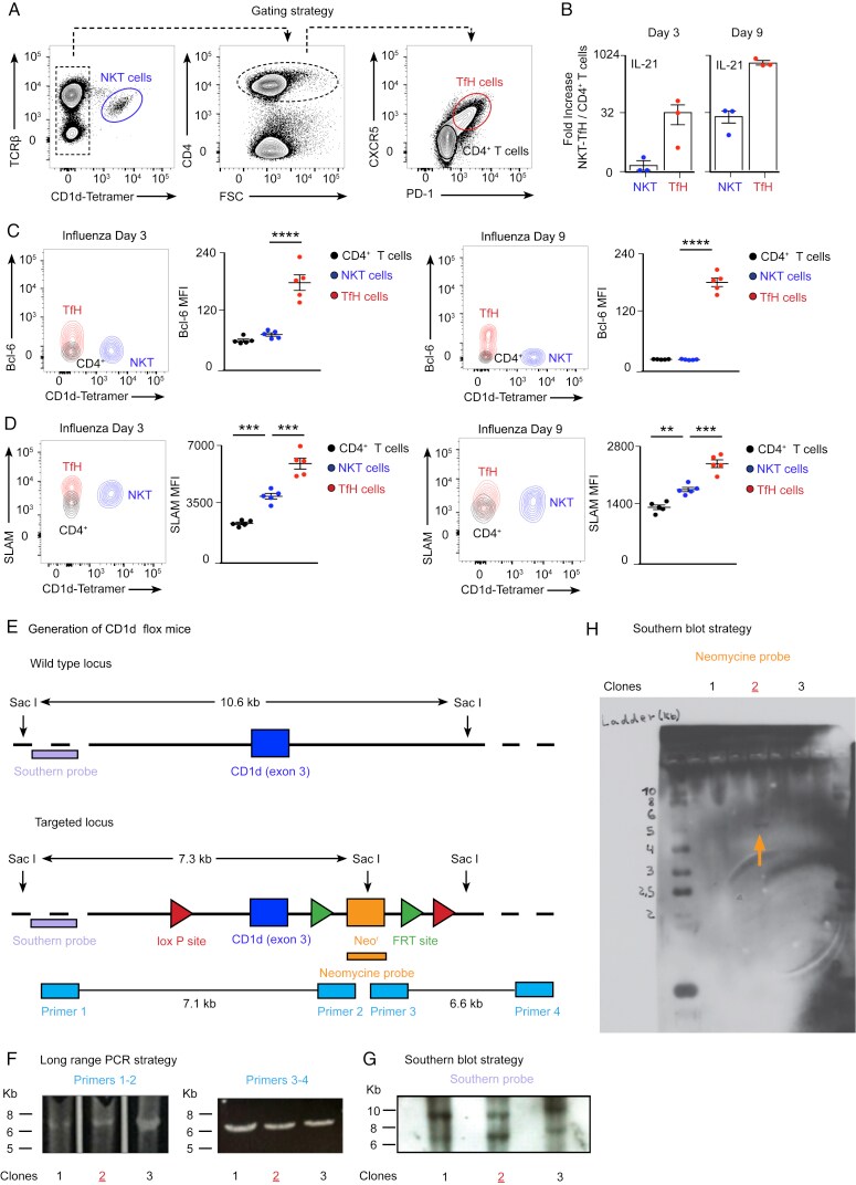 CD185 (CXCR5) Antibody, Biotin (13-7185-82)