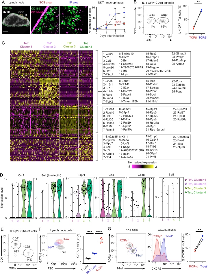 ROR gamma (t) Antibody (14-6981-82)