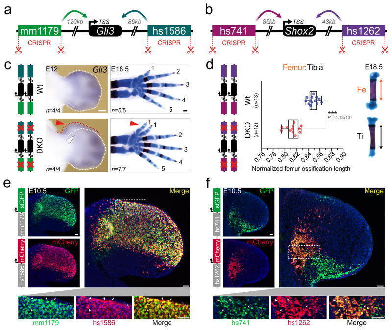 mCherry Antibody (PA5-34974)