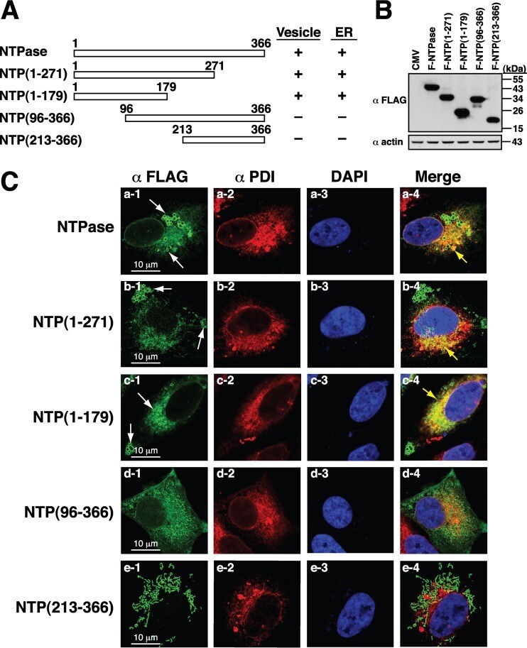 PDI Antibody (MA3-019)