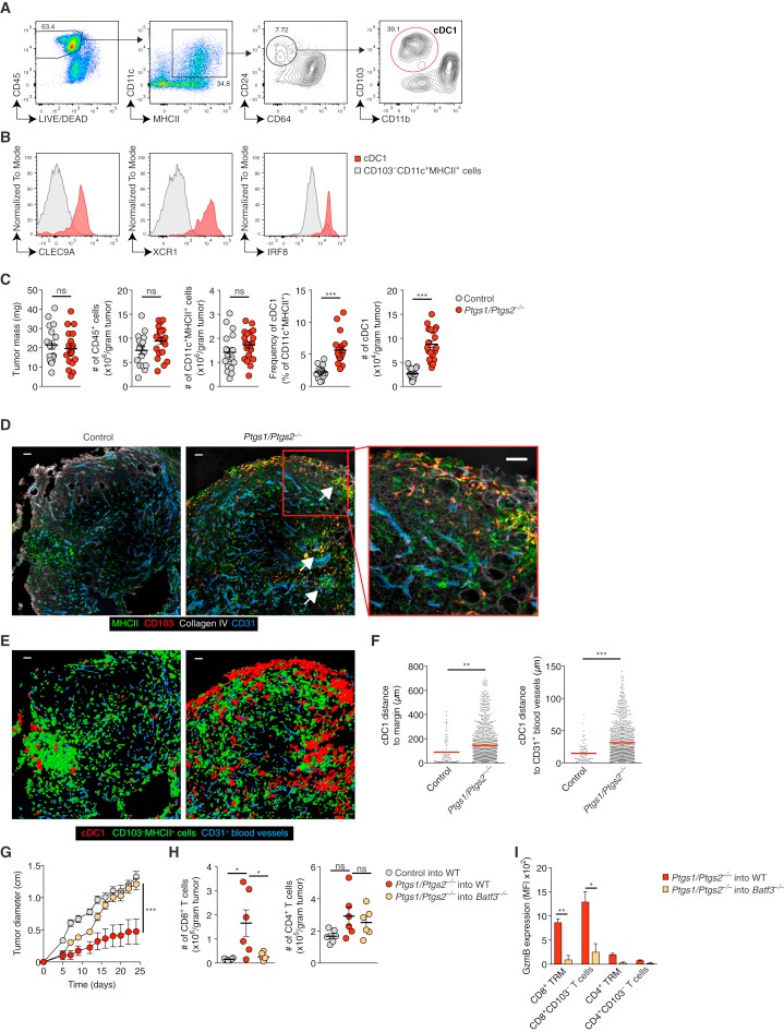 CD11c Antibody, PE (12-0114-82)