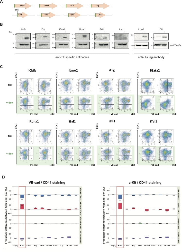 CD117 (c-Kit) Antibody, PE-Cyanine7 (25-1171-82)