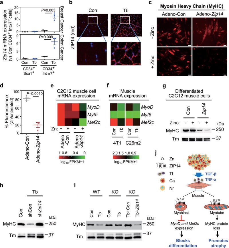 CD31 (PECAM-1) Antibody (14-0311-82)
