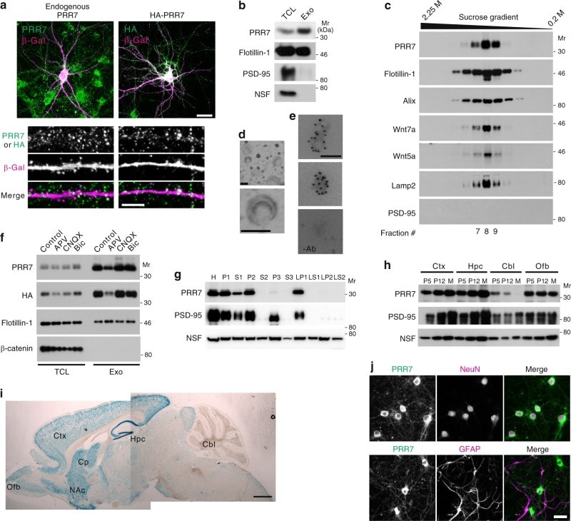 LAMP-2A Antibody (51-2200)