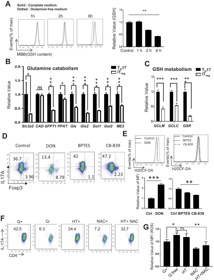 IL-17A Antibody, FITC (11-7177-81)