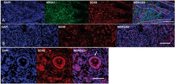 NR5A1 Antibody (434200)