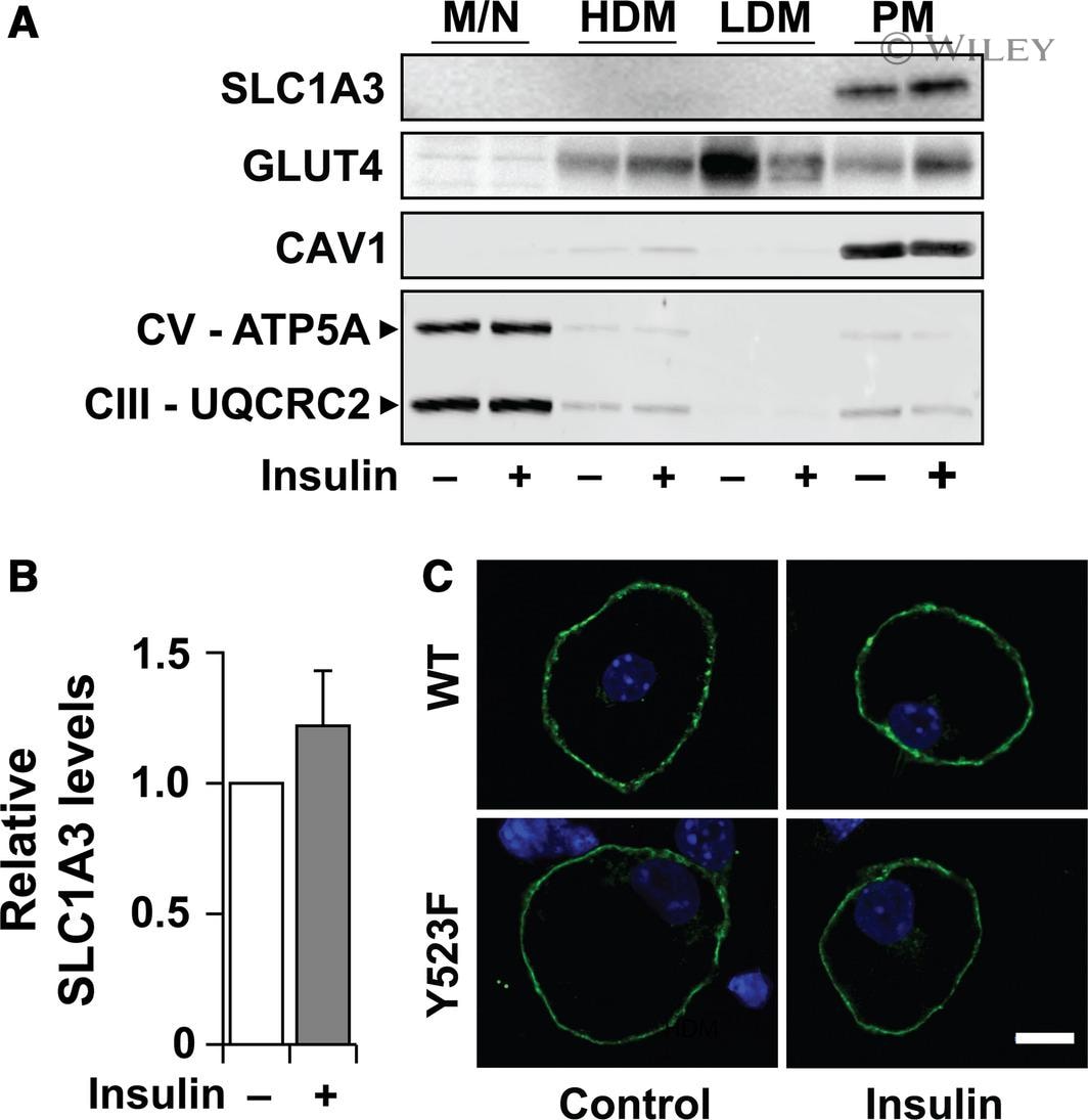 OxPhos Rodent WB Antibody (45-8099)