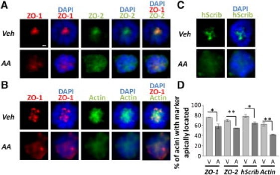 ZO-2 Antibody (37-4700)