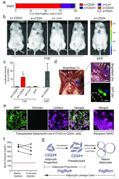 CD24 Antibody, PE (12-0242-82)