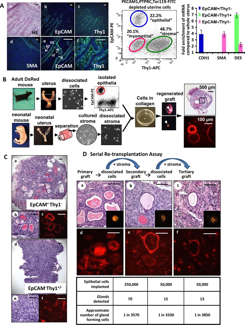 CD49f (Integrin alpha 6) Antibody, PE (12-0495-82)