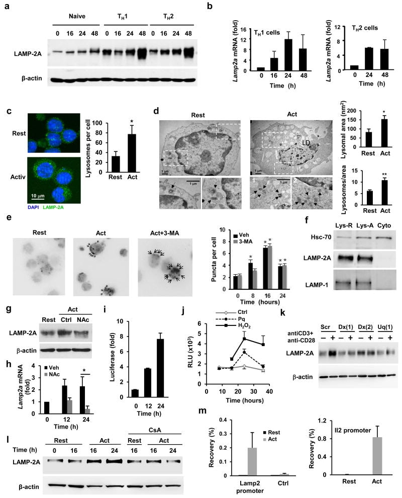 LAMP-2A Antibody (51-2200)