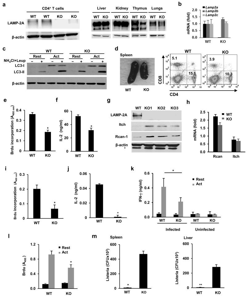 LAMP-2A Antibody (51-2200)