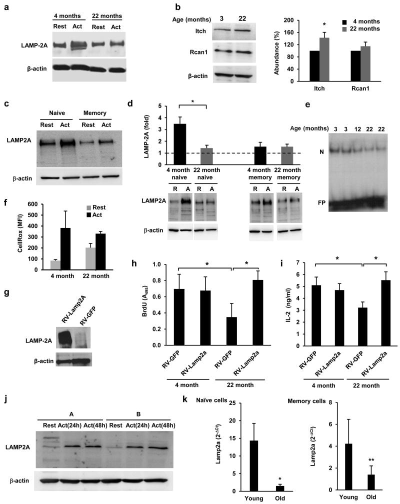 LAMP-2A Antibody (51-2200)
