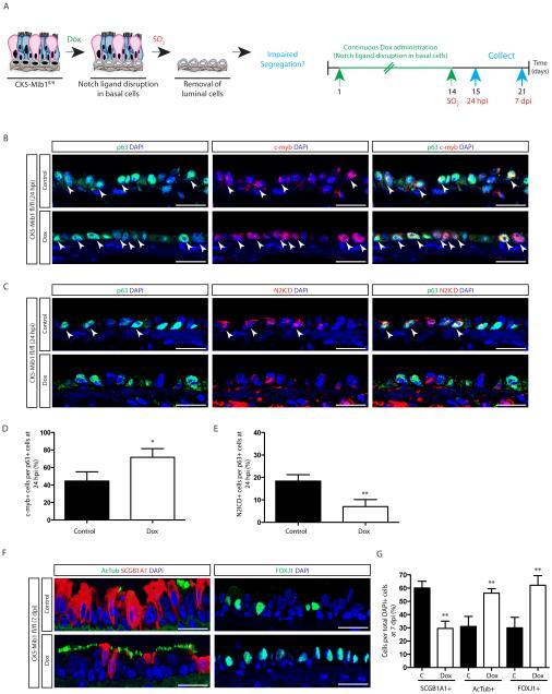 FOXJ1 Antibody (14-9965-82)