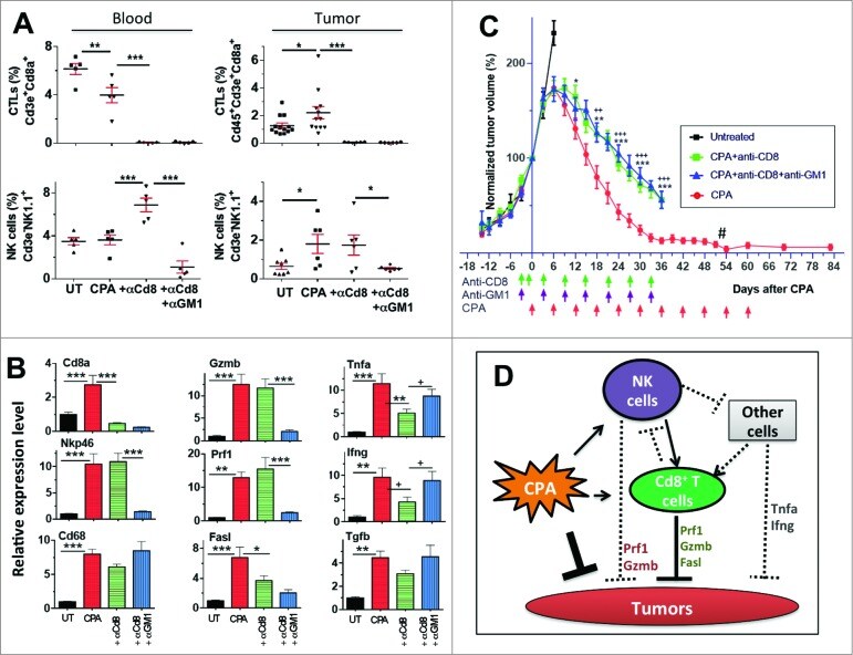 NK1.1 Antibody, APC (17-5941-82)