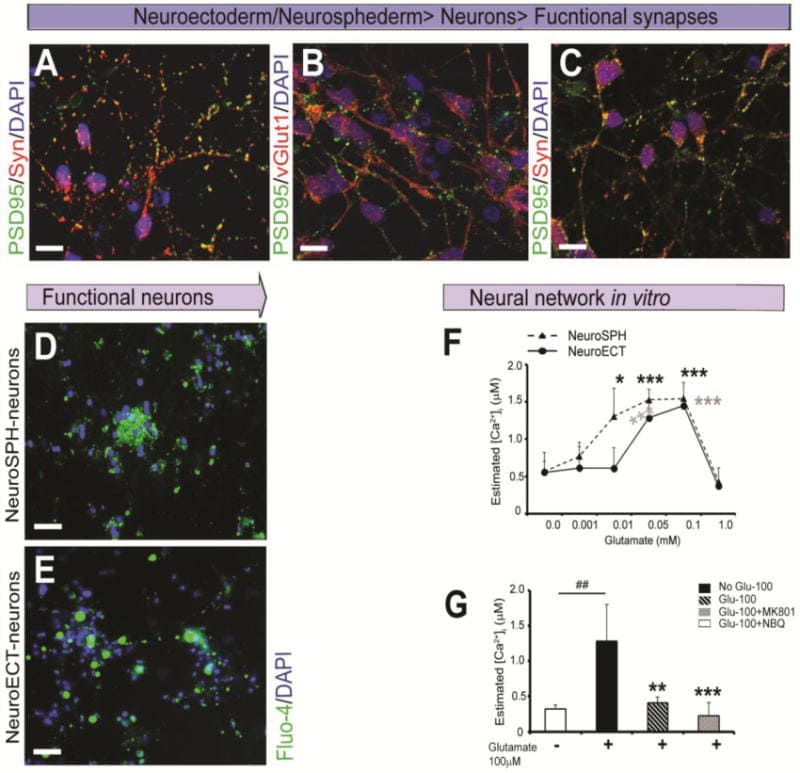 Synaptophysin Antibody (PA5-27286)