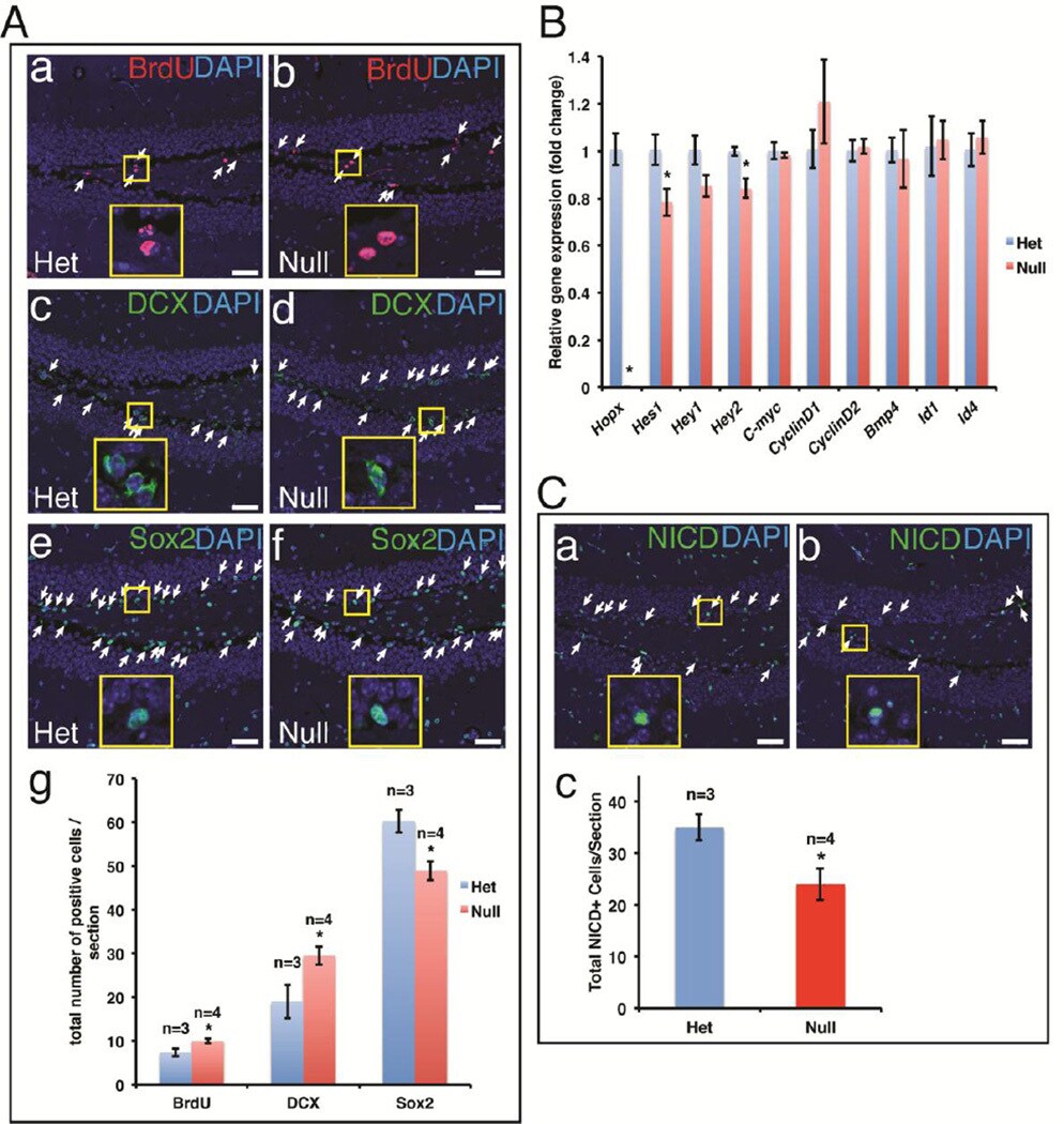 SOX2 Antibody (MA1-014)