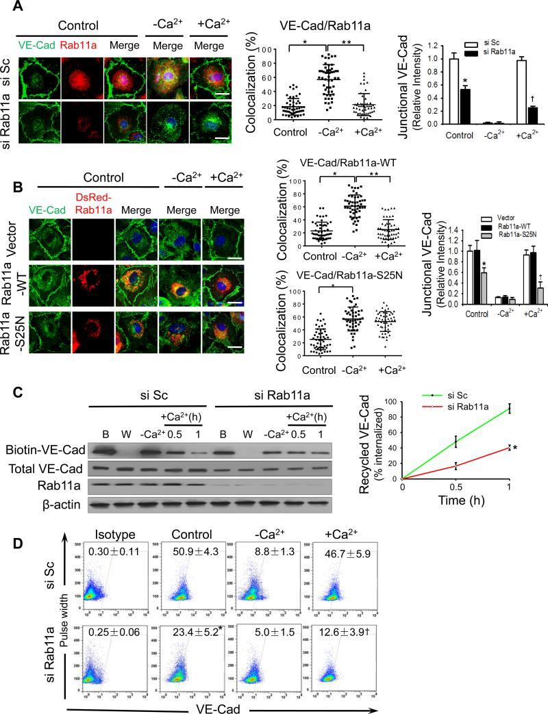 CD144 (VE-cadherin) Antibody (14-1449-82)