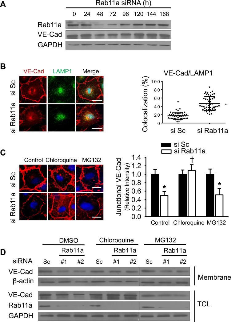 CD144 (VE-cadherin) Antibody (14-1449-82)