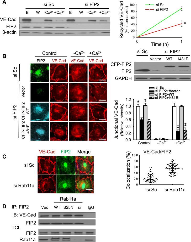 CD144 (VE-cadherin) Antibody, Alexa Fluor™ 488 (53-1449-42)