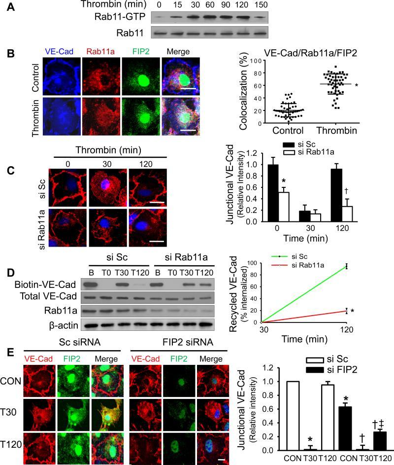 CD144 (VE-cadherin) Antibody, Alexa Fluor™ 488 (53-1449-42)