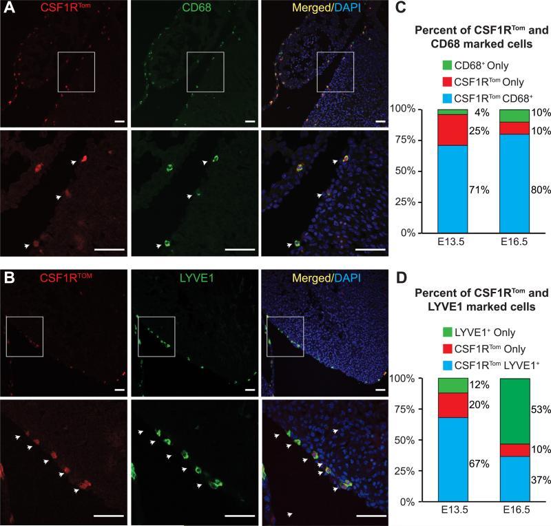 CD68 Antibody (14-0681-82)