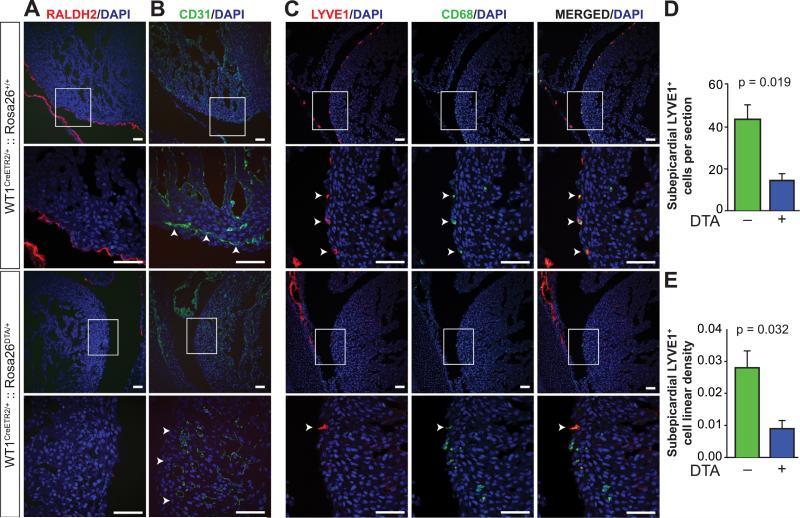CD68 Antibody, eFluor® 660 (50-0681-82)