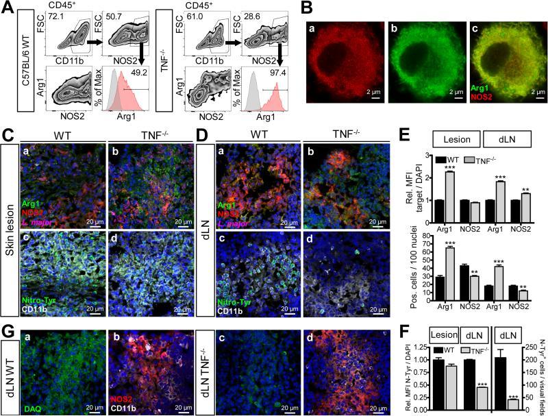 iNOS Antibody, Alexa Fluor™ 700 (56-5920-82)