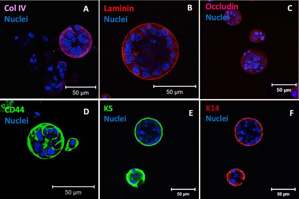 CD44 Antibody (MA4400)