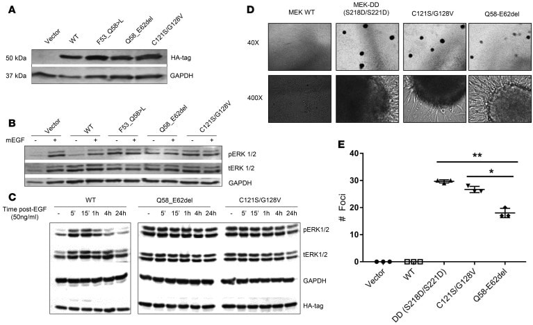 HA Tag Antibody (26183)