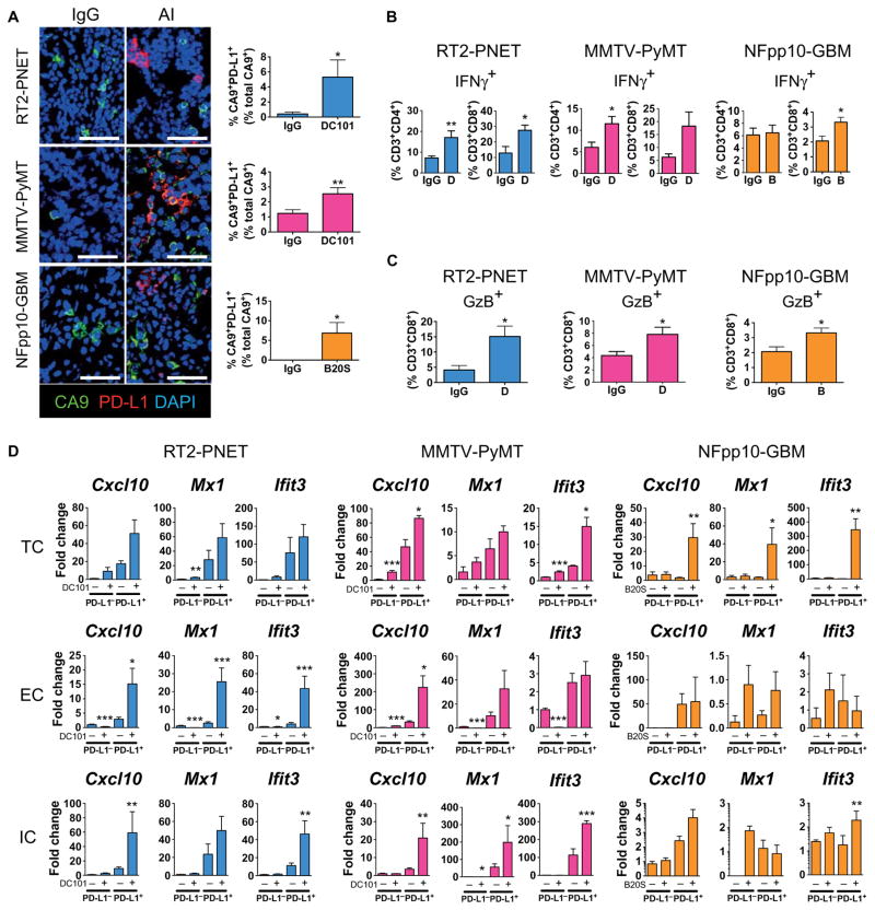 CD8a Antibody, PE (12-0081-82)