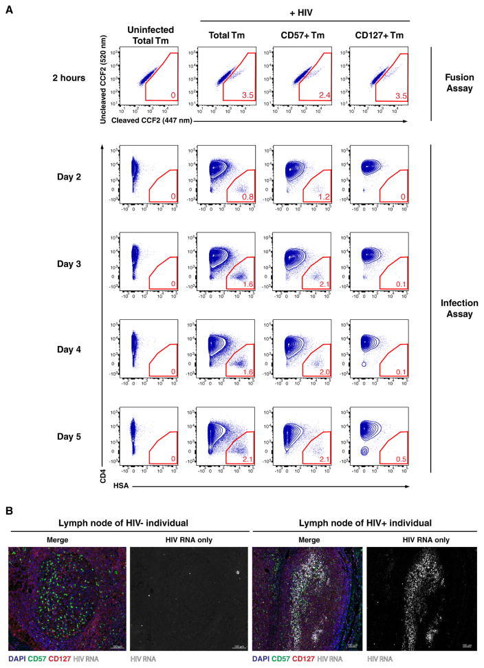 CD57 Antibody, FITC (11-0577-42)