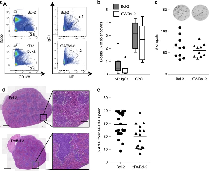 CD45R (B220) Antibody (14-0452-82)