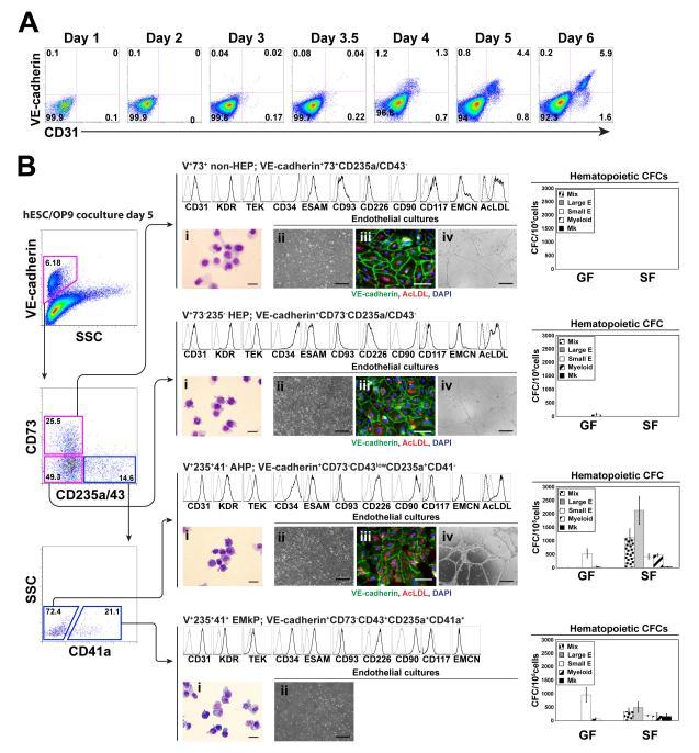 CD144 (VE-cadherin) Antibody (14-1449-82)