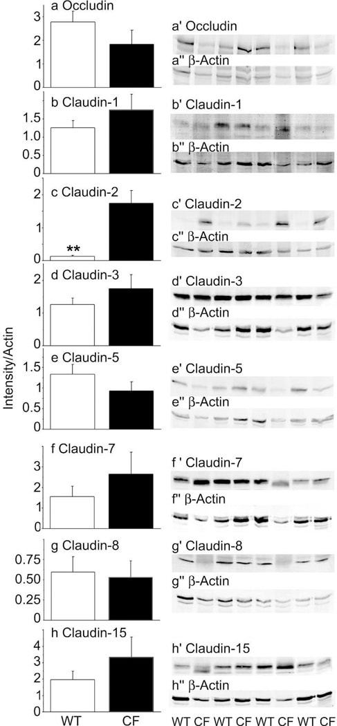 Claudin 3 Antibody (34-1700)