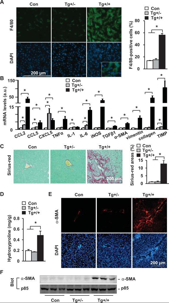 F4/80 Antibody, eFluor™ 570 (41-4801-82)