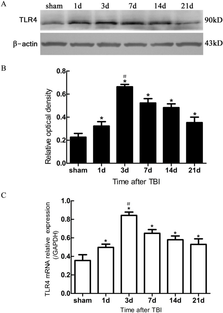 TLR4 Antibody (PA5-23124)