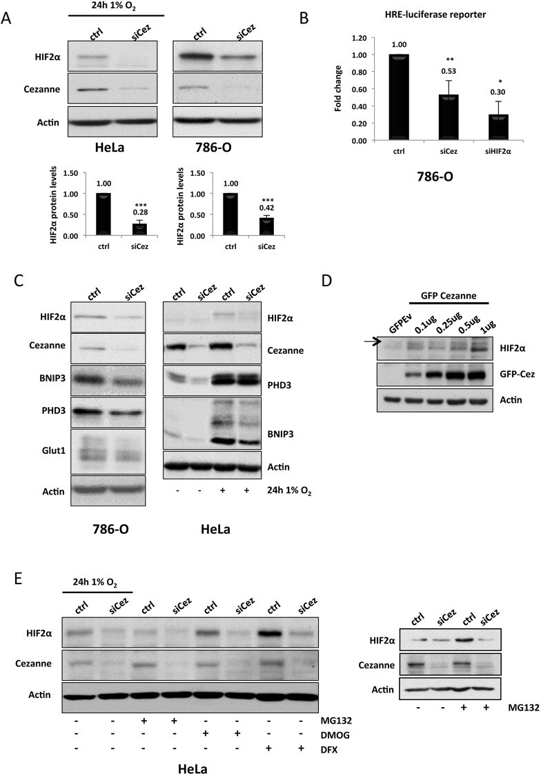 HIF-2 alpha Antibody (PA1-16510)