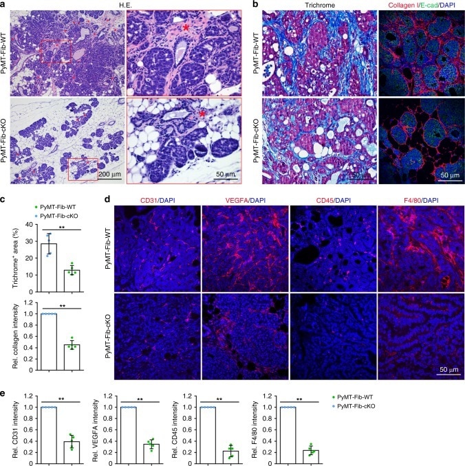 F4/80 Antibody, eFluor™ 570 (41-4801-82)