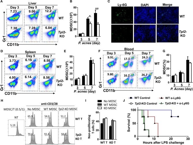 CD3e Antibody, FITC (11-0031-82)
