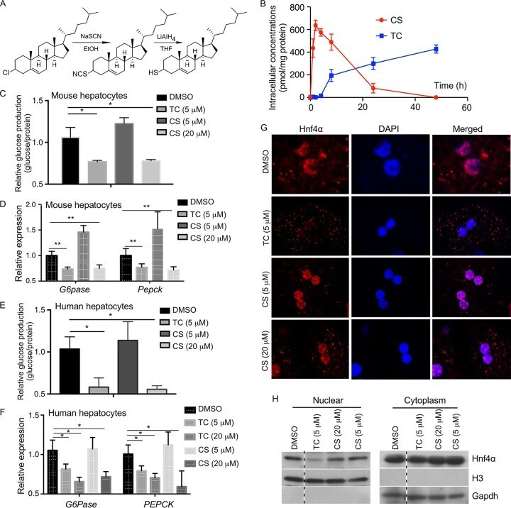HNF4A Antibody (MA1-199)
