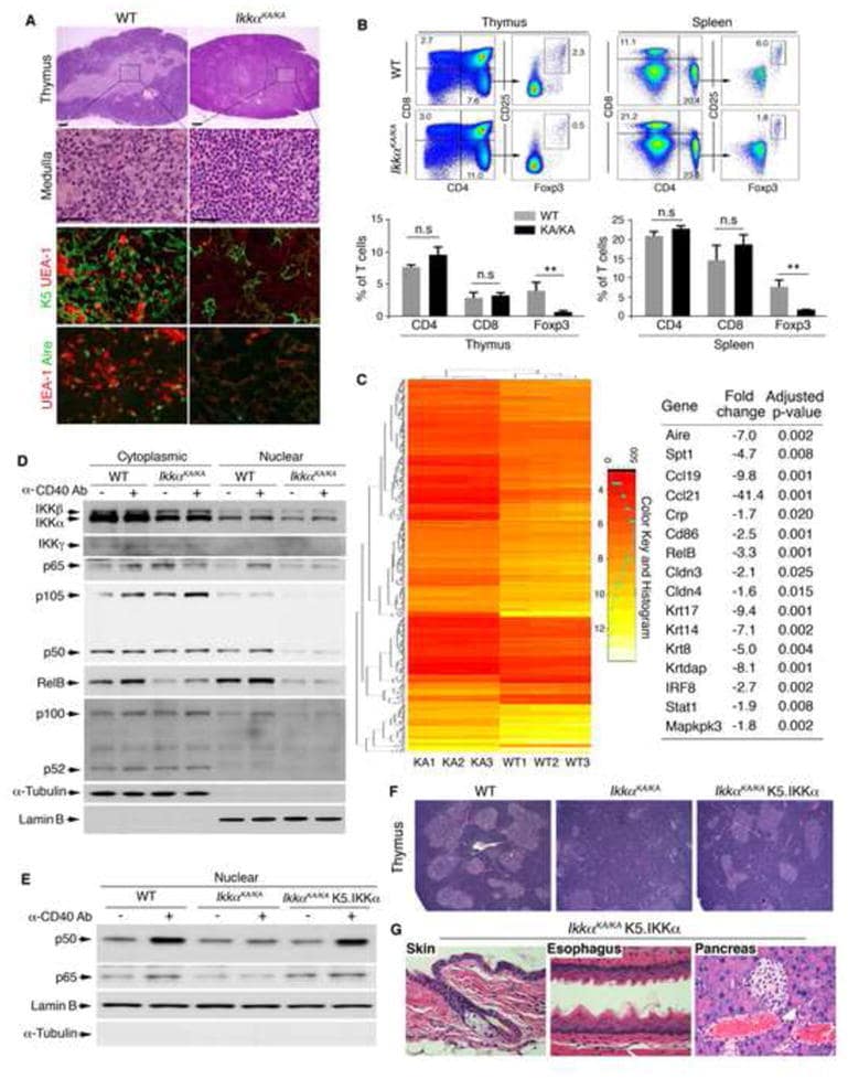 CD25 Antibody, PE-Cyanine7 (25-0251-82)