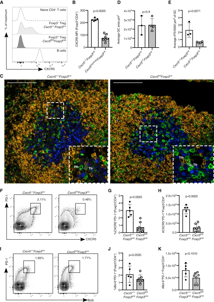 FOXP3 Antibody, eFluor™ 615 (42-5773-82)