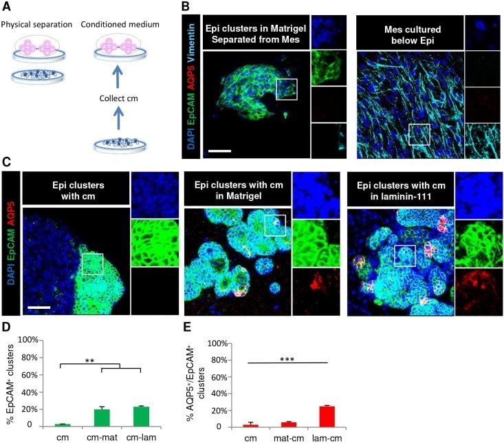 CD326 (EpCAM) Antibody, FITC (11-5791-82)