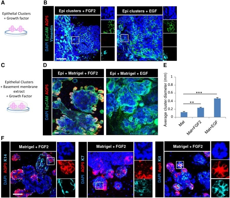 CD326 (EpCAM) Antibody, FITC (11-5791-82)